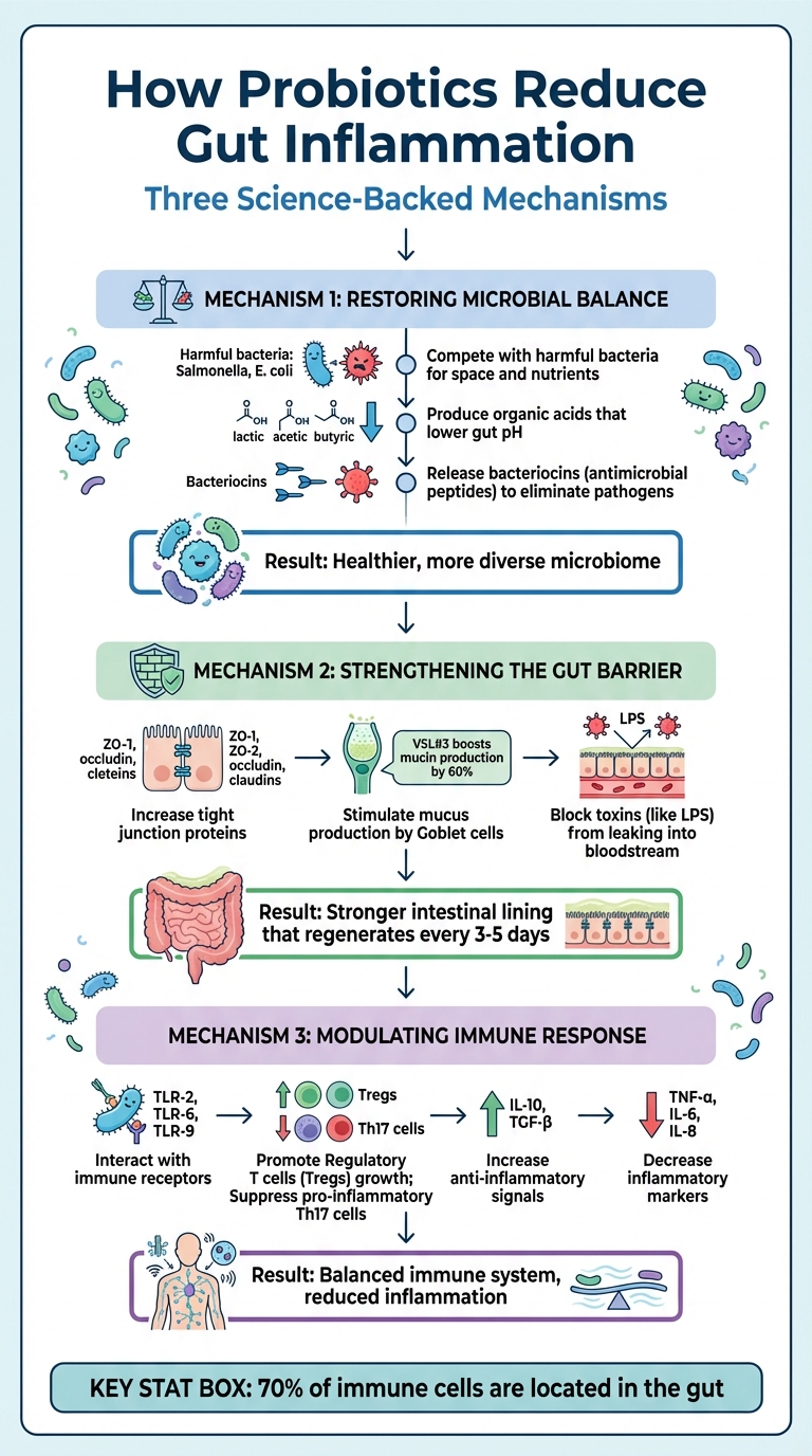 How Probiotics Reduce Gut Inflammation – Begin Rebirth
