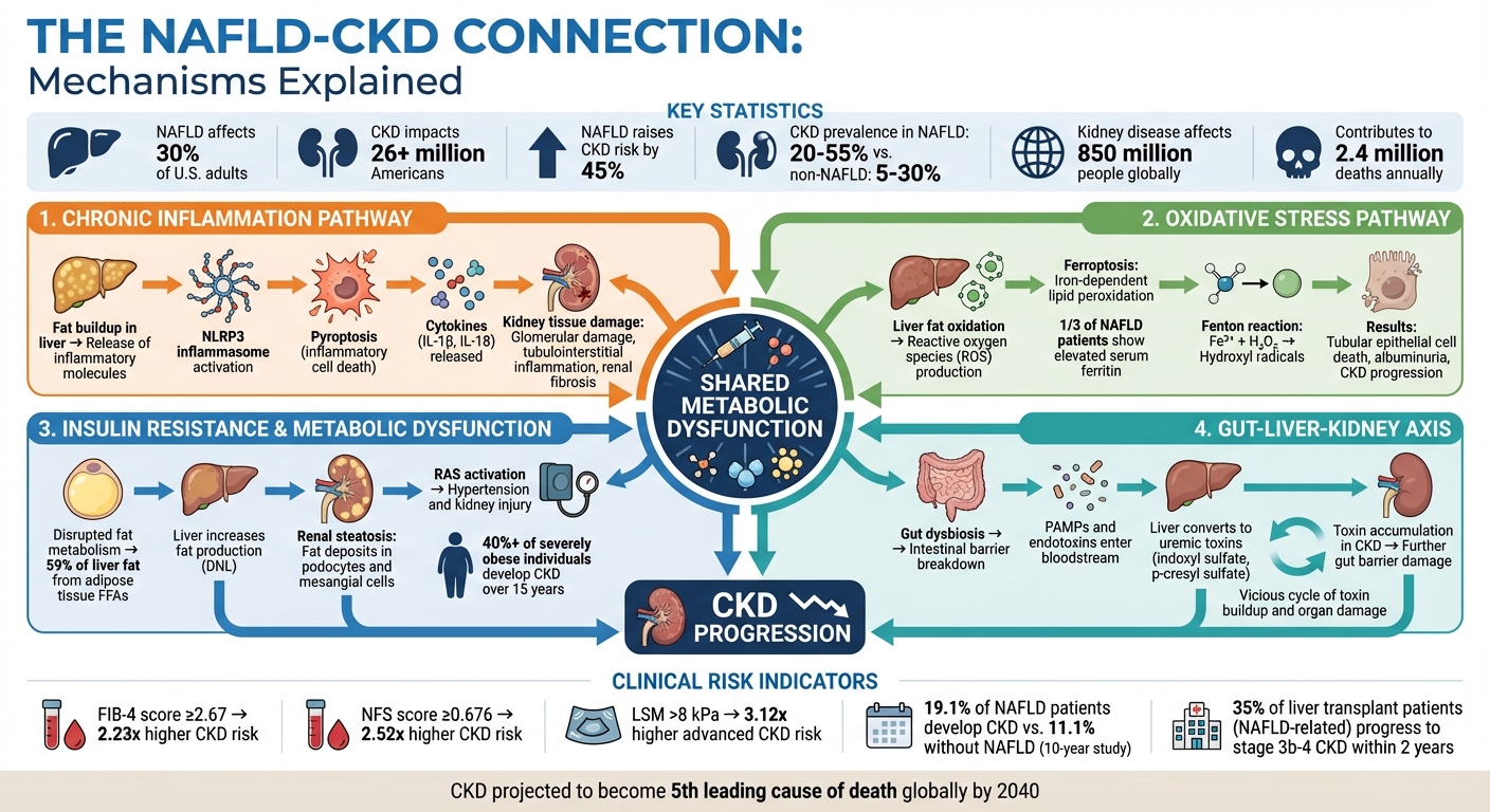 NAFLD and Kidney Disease: Mechanisms Explained - MyNephrologist